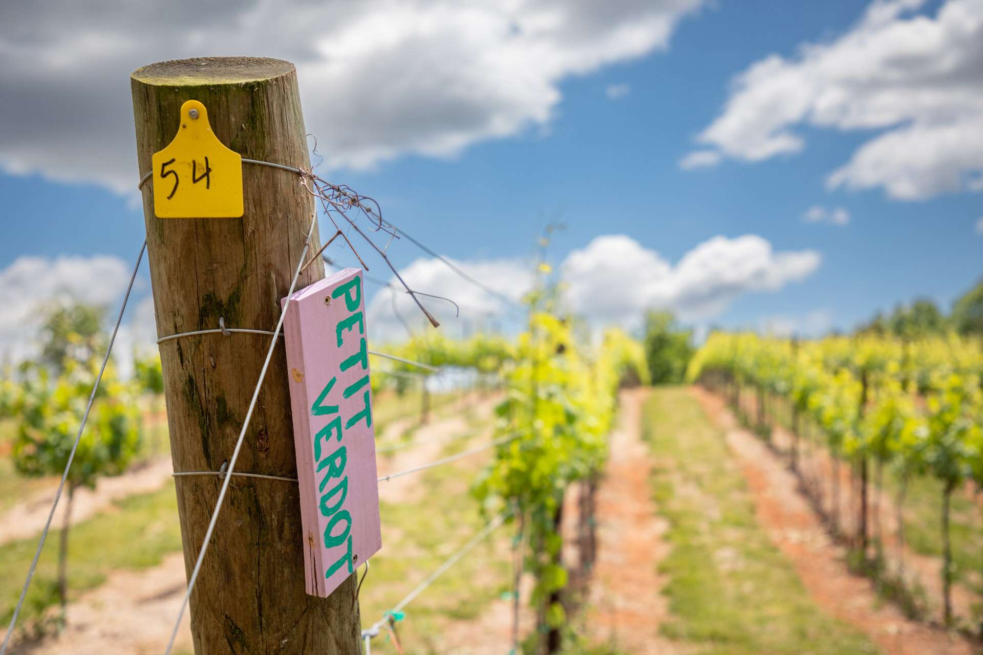 Blue Ridge Wine Tours - Van in Black