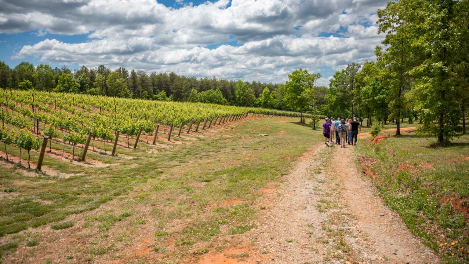 Blue Ridge Wine Tours - Van in Black